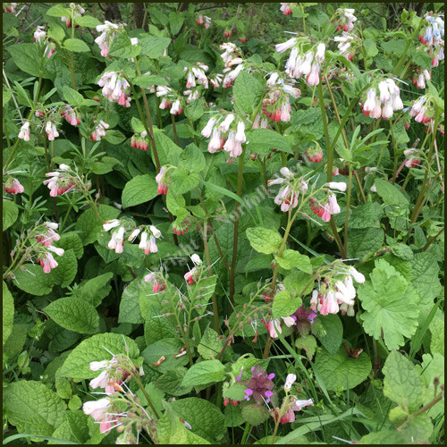 Comfrey Hidcote Pink - Symphytum - Buy from Norfolk Herbs